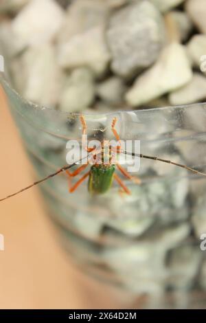 Beetle of the species Chlorida festiva, known as Wood Saw, insect from ...