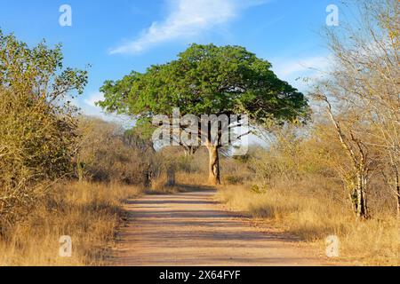 Beautiful large pod mahogany (Afzelia quanzensis) tree, Kruger National ...