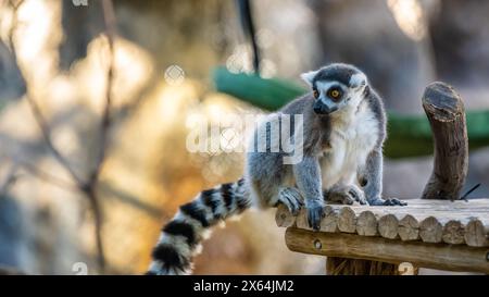 A pointed snout meerkat in Tucson, Arizona Stock Photo - Alamy
