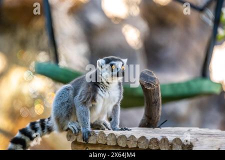 A pointed snout meerkat in Tucson, Arizona Stock Photo - Alamy