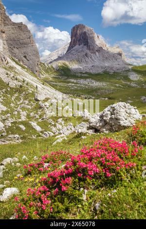Mount Becco di Mezzodi and red colored mountain flowers, South Tyrol ...