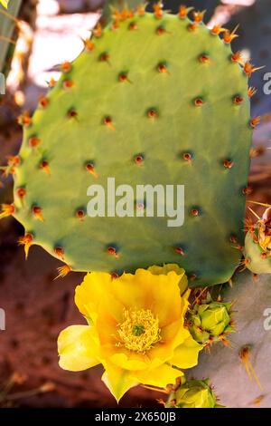 Blooming Prickly Pear or Paddle cactus with yellow flowers Stock Photo ...