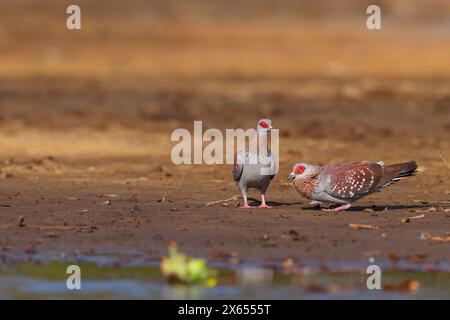 Afrika, Gambia, Guineataube, Speckled Pigeon, (Columba guinea), Pigeon ...