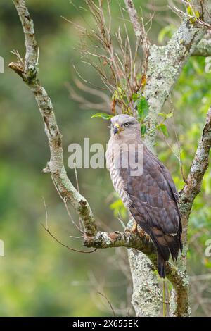 Fasciated Snake-Eagle, Southern Banded Snake-Eagle, Southern Banded ...