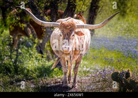 Texas longhorn cow on a colorful spring meadow Stock Photo - Alamy