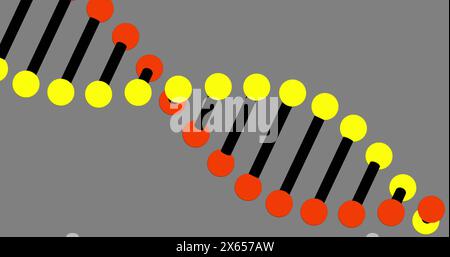 Image of dna rotating over grey background Stock Photo - Alamy