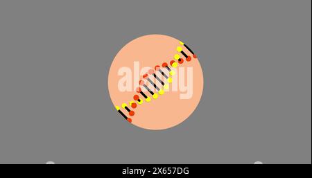 Image of dna rotating over grey background Stock Photo - Alamy