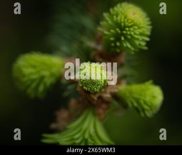 Spring Foliage of an Evergreen Conifer Weeping Giant Sequoia Tree ...