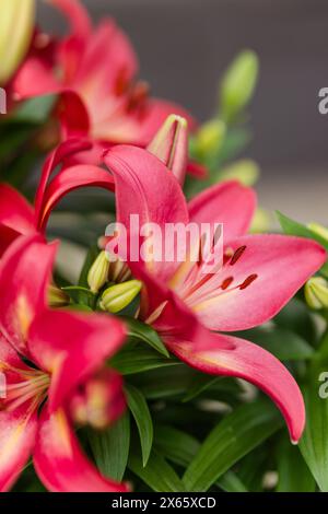 Red lilies in full bloom Stock Photo - Alamy