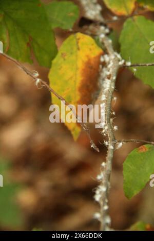 Wooly Alder Aphid bugs on tree branch in Virginia, U.S.A Stock Photo ...