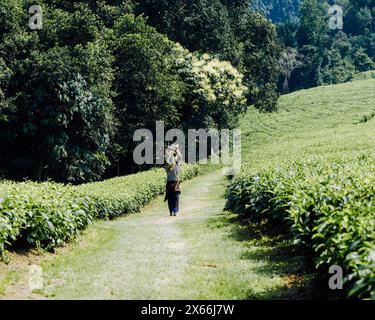Verdant terraces of Uganda's tea plantation against forest hills Stock ...