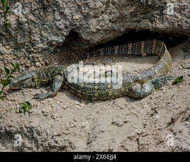 Monitor lizard emerging from its burrow, Kazinga Channel, Uganda Stock ...