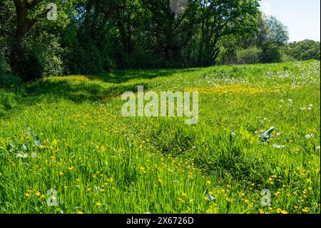 Lush yellow buttercups Stock Photo - Alamy