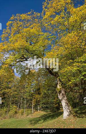 Sycamore maple with autumnal yellow foliage and Solaster endeca, large ...