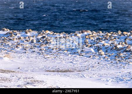 Norway,Varanger, Mountain Hare (Lepus timidus Stock Photo - Alamy