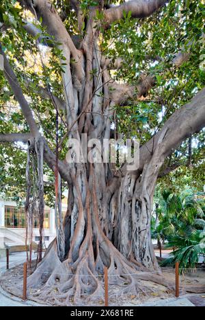 Plaza Gabriel Miro, green area, mighty tree, old town, city walk ...