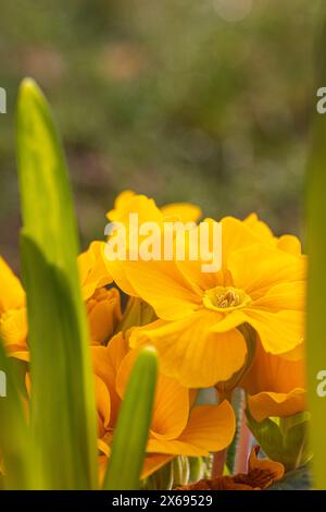 Yellow Primrose (Primula vulgaris Stock Photo - Alamy