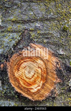 Tree trunk, branch eye, sawn off, close-up Stock Photo - Alamy