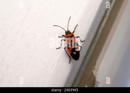 Macro photo of Beautiful ground beetles collection Stock Photo - Alamy