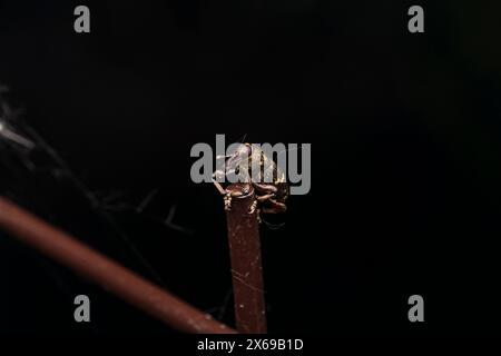 Hylobius abietis Family Curculionidae Genus Hylobius Large pine weevil ...