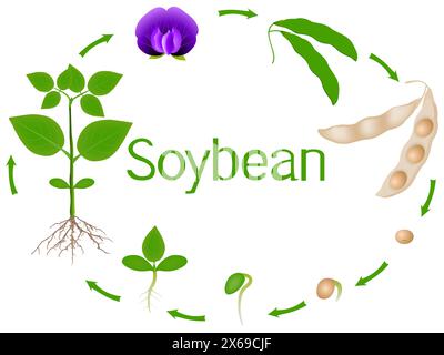 Soy beans growth stages. Vector soybean plants, sprout and seed on ...