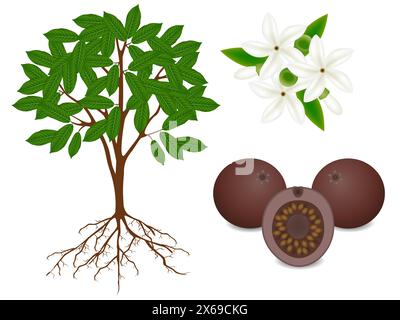 Parts of borojoa patinoi plant on a white background Stock Vector Image ...