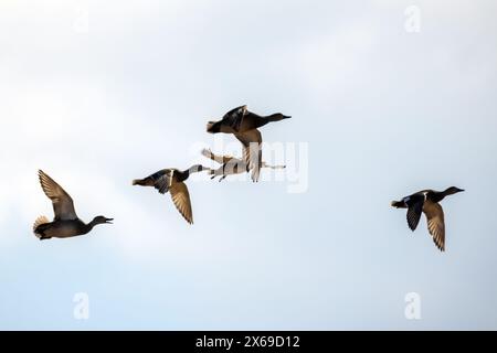 Five wild ducks fly in the sky on a daytime. Anas platyrhynchos Stock ...