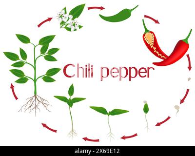 Chili pepper growth stage. Seed germination steps in soil. Hot chilli pepper grow cycle ...