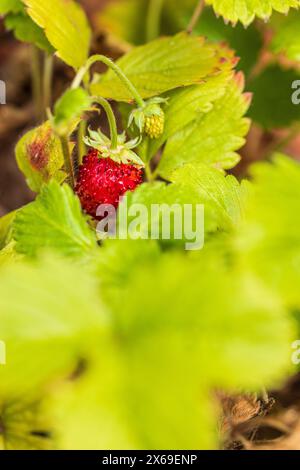 Natural background with red wild strawberry, decoratively arranged ...
