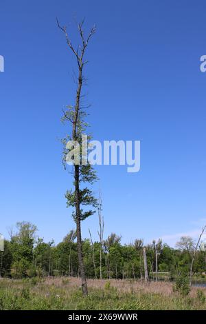 Lone dead tree with no leaves in barren countryside in England under ...