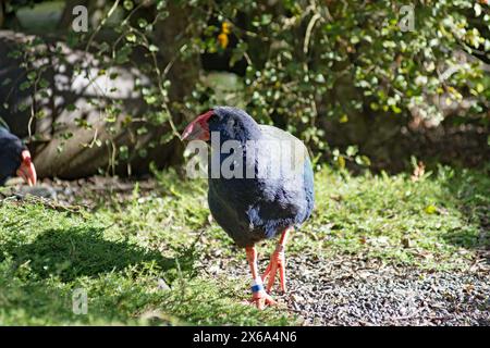 Aimals birds and reptiles of Auckland Zoo Stock Photo - Alamy