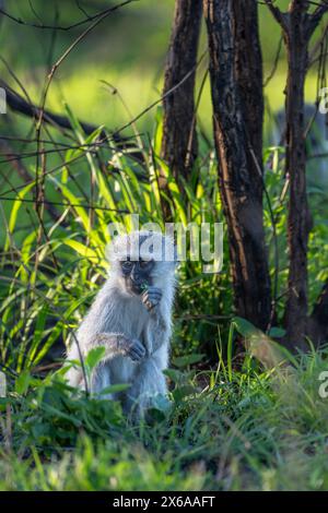 Vervet monkey portrait in backlit sucking his thumb in Kruger National ...