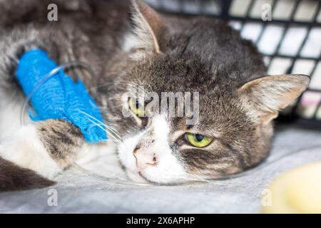 Sad gray cat with catheter on paw close up Stock Photo - Alamy