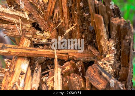 A detailed close-up of a wrecked dead tree trunk, revealing the ...