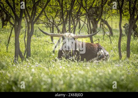 Texas longhorn cow laying in the lush green grass Stock Photo - Alamy