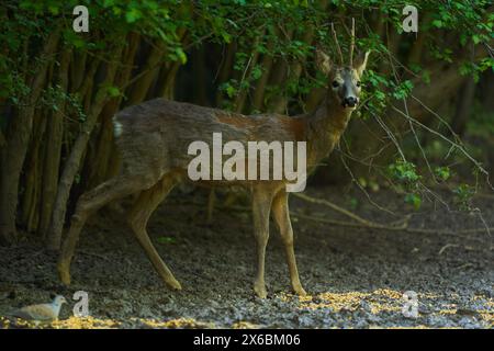 Old roebuck feeding in the forest in the early summer Stock Photo - Alamy