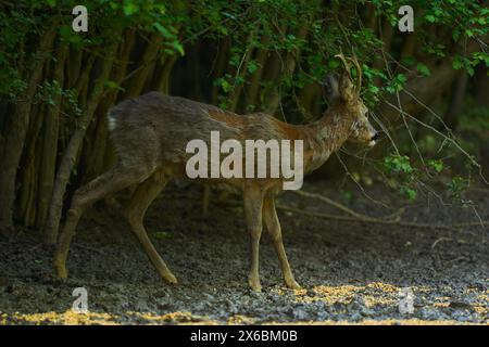 Old roebuck feeding in the forest in the early summer Stock Photo - Alamy