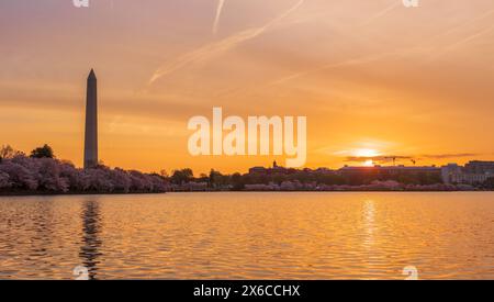 Embracing the dawn in Washington DC with cherry blossoms Stock Photo ...