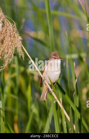 (Acrocephalus arundinaceus) standing on a reed near a lake Stock Photo ...
