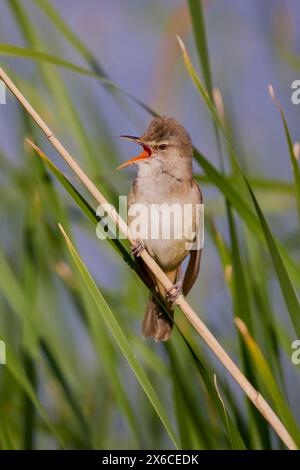 (Acrocephalus arundinaceus) standing on a reed near a lake Stock Photo ...