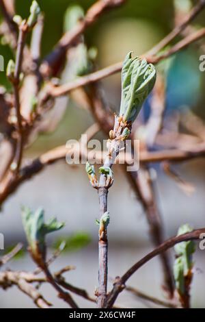 Natural environmental close up plant portrait of Calliandra Calothyrsus ...