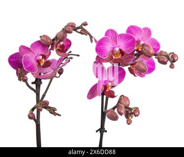 Purple orchid flower with veins isolated on a white background Stock ...