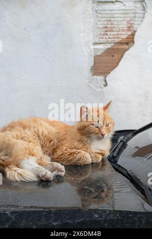 street red cat basking in the sun.animals concept Stock Photo - Alamy