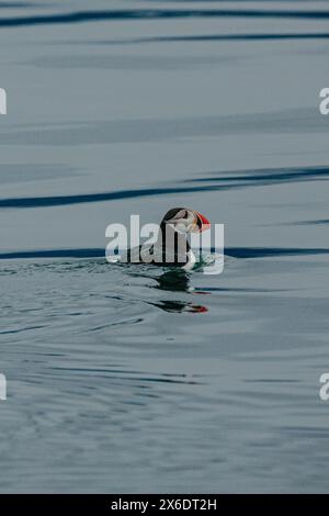 Puffin floating on calm waters in Longyearbyen, Svalbard Stock Photo ...