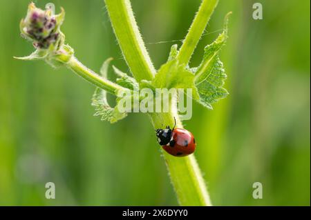 Ein Marienkäfer hält sich auf einer Wiese an einer Pflanze fest ...