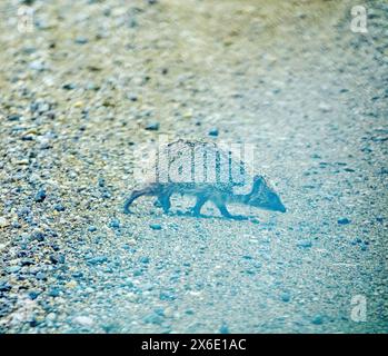 Hedgehog cross a gravelly road in front of a moving car. Shooting ...