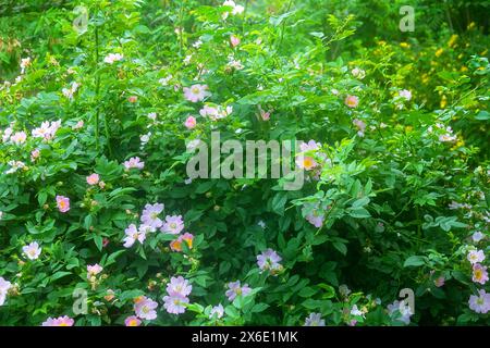 The roses in the neglected garden have gone wild and turned into a ...