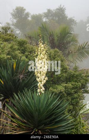 The Spanish dagger yucca blooming at Sublime Point Outlook south of ...