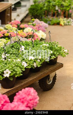Old wooden vintage trolley with flower pots and boxes with colorful ...