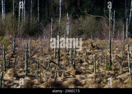 Wild nature landscape in Dzukija National park in Lithuania Stock Photo ...